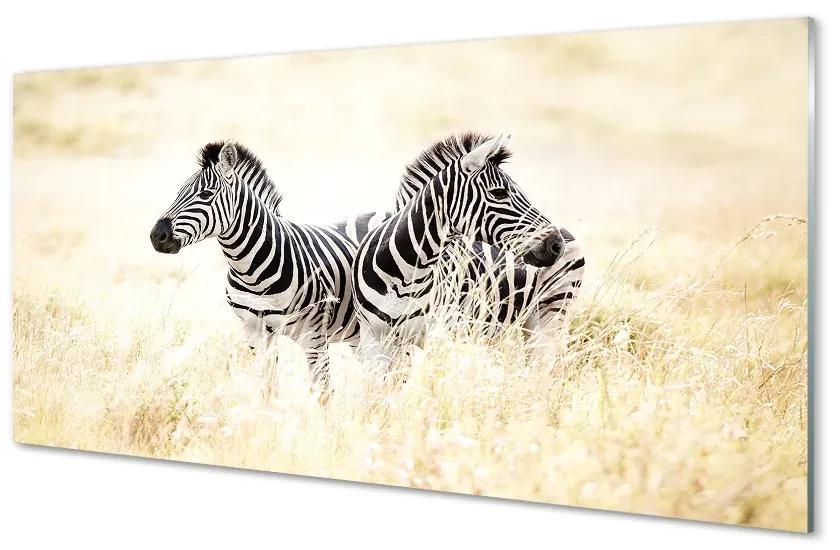 Obraz na skle zebra box 100x50 cm