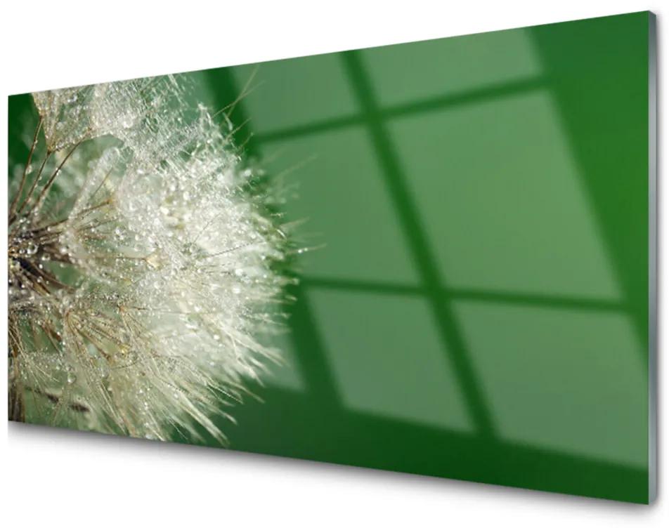 Obraz na skle Pampeliška Rostlina