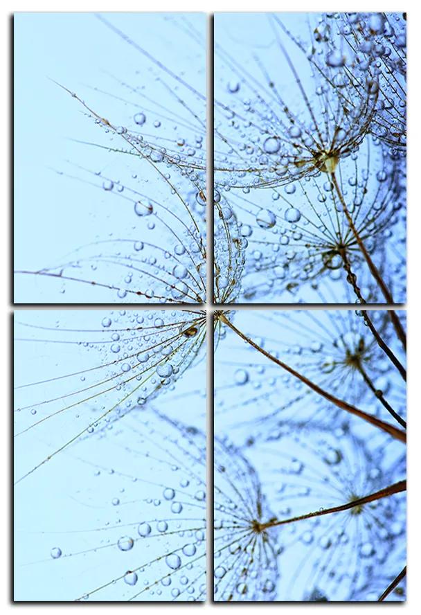 Obraz na plátně - Pampelišková semínka s kapkami vody - obdélník 7202E (120x80 cm)