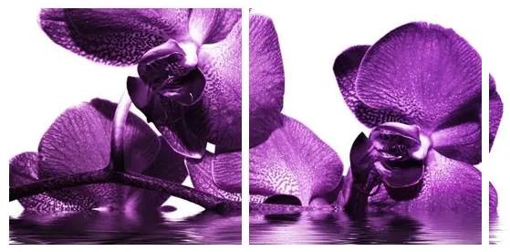 Obraz krásných fialových květin (150x50 cm), 40 dalších rozměrů