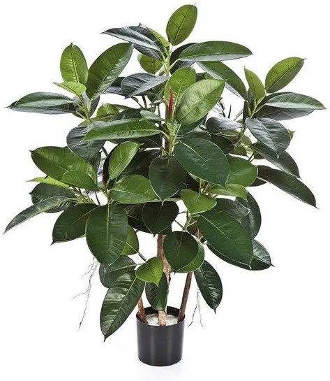 FICUS ELASTICA - Gumovník Výška: 90 cm