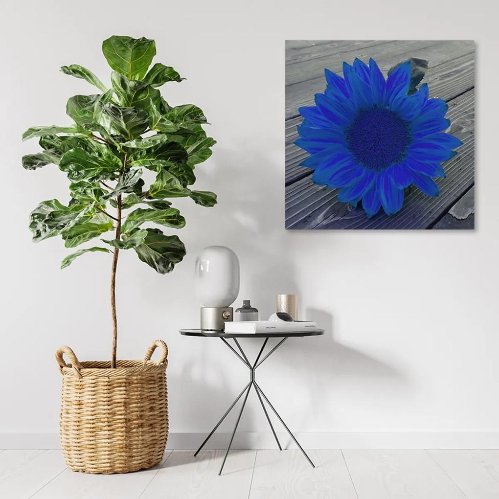 Obraz na plátně, Modrá slunečnice - 40x40 cm