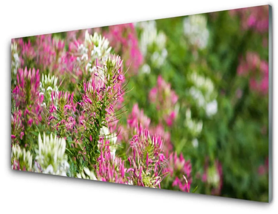 Plexisklo-obraz Polní Květiny Louka Příroda 140x70 cm