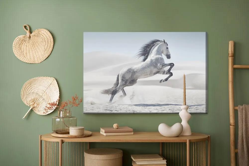 Obraz Kůň V Poušti Nedostatek Nedostatek Přírodní plátno 70x50