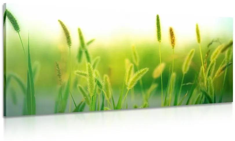 Obraz stébla trávy v zeleném provedení Varianta: 100x50