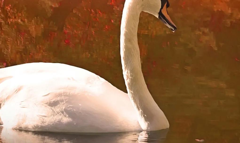 Malvis ® Obraz - Plující labuť Velikost: 150x100 cm