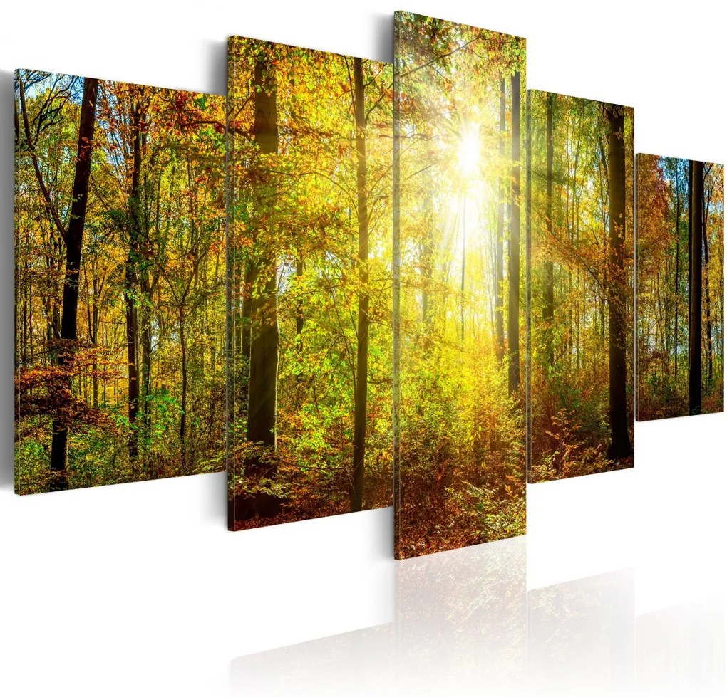 Obraz - Mystical Forest - 100x50