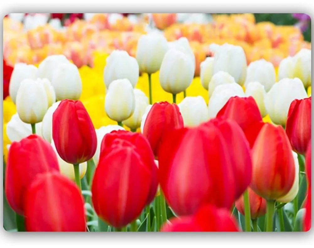 CARO Kovový obraz - Tulips 60x40 cm