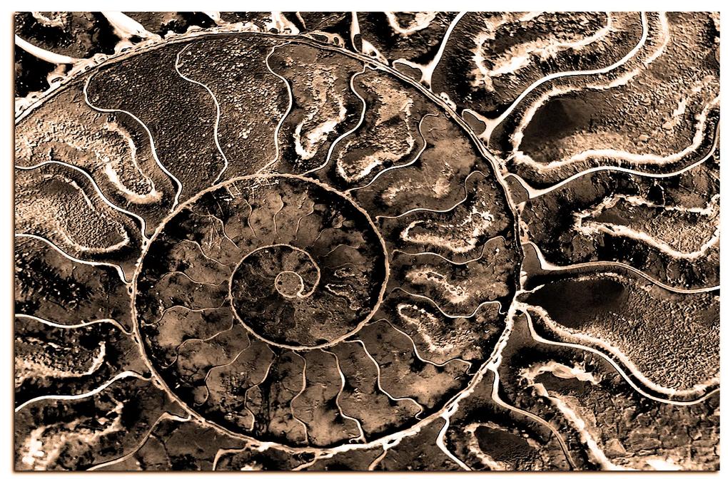 Obraz na plátně - Textura fosílie 1174FA (100x70 cm)