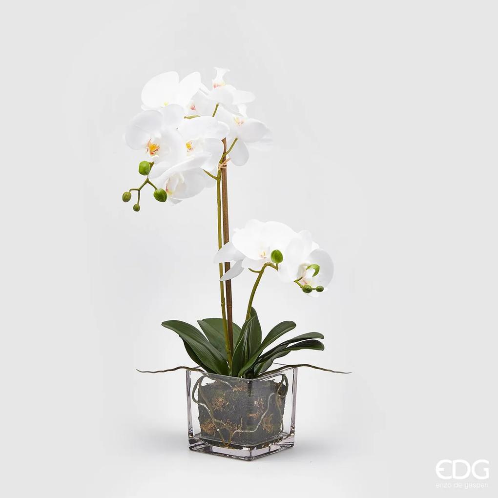 Bílá orchidej ve skleněné váze EDG 59cm