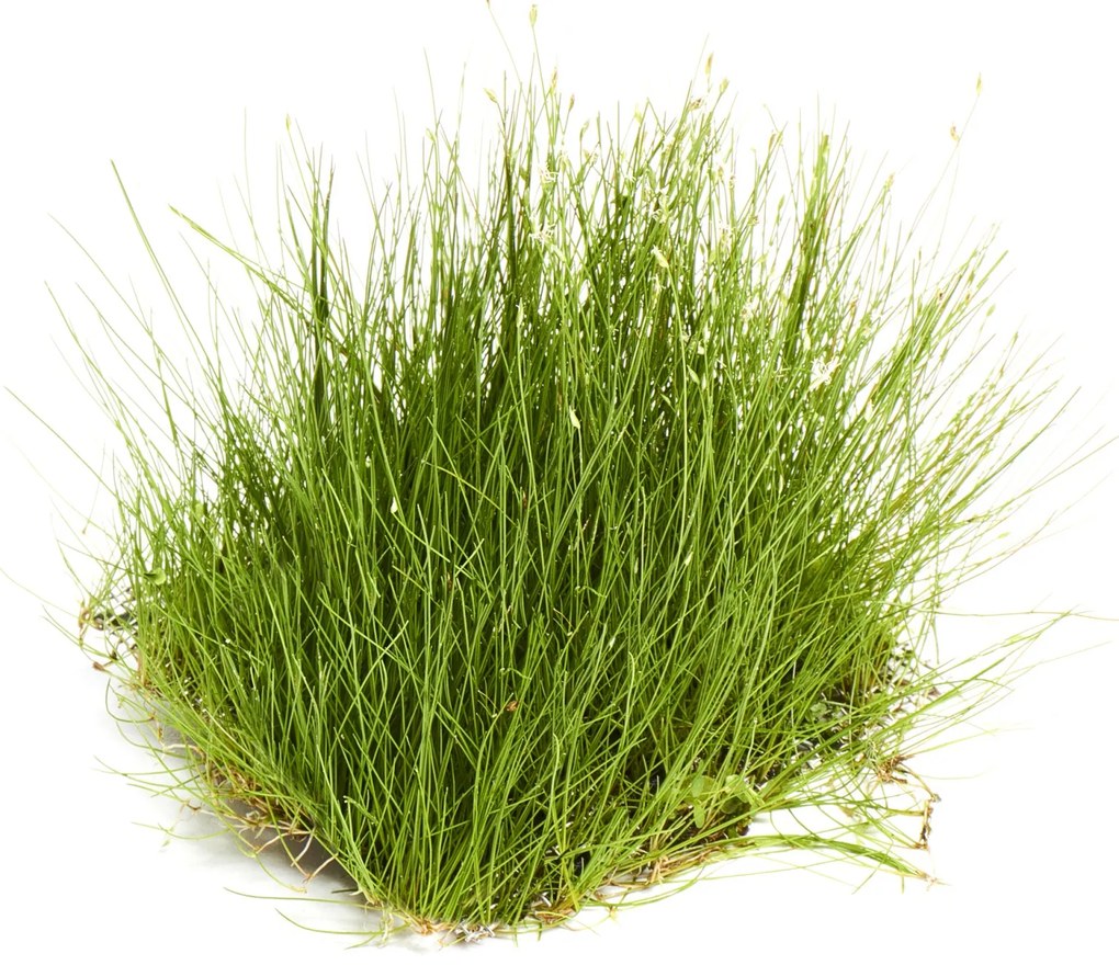 Eleocharis acicularis - kobereček