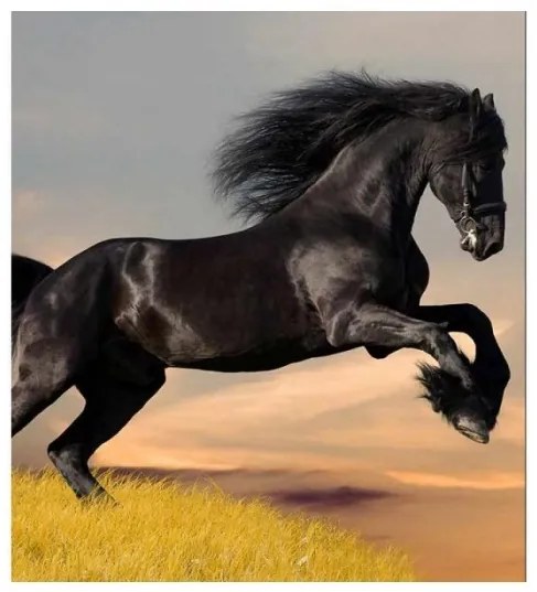 DIMEX | Vliesová fototapeta na zeď Černý kůň MS-3-0228 | 225 x 250 cm | černá, zelená, modrá