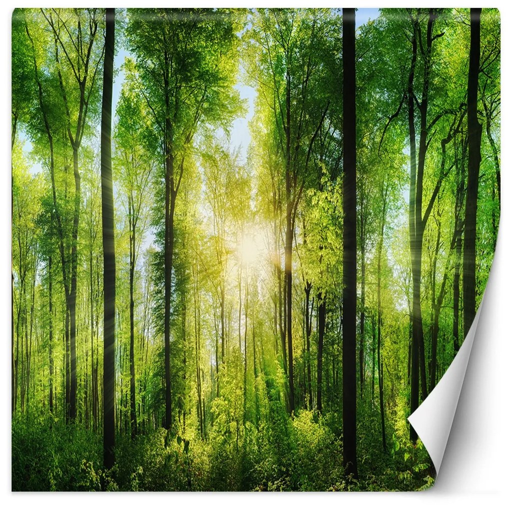 Gario Fototapeta Slunce svítí skrz koruny stromů Materiál: Vliesová, Rozměry: 100 x 100 cm