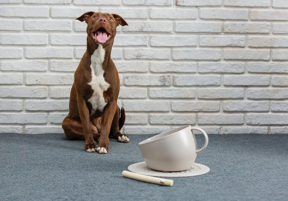 United Pets Podložka pod misky Plate šedá Barva: Šedá