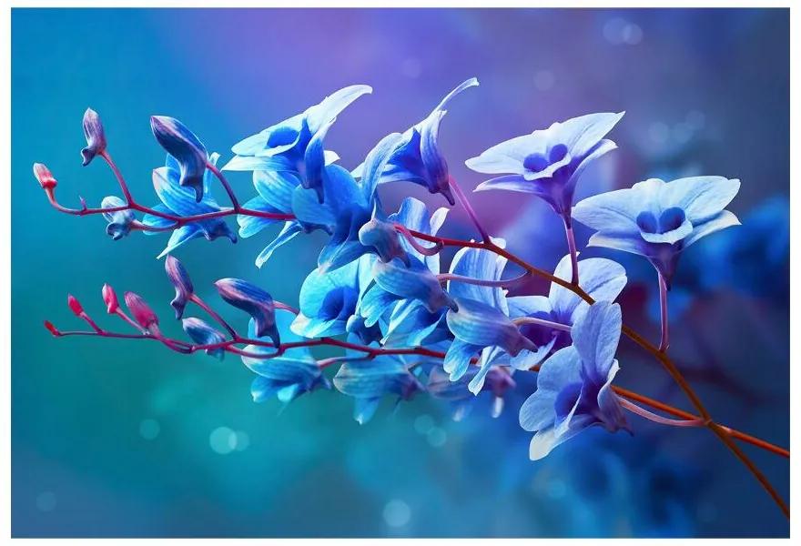 Fototapeta Modrá orchidej 104x70