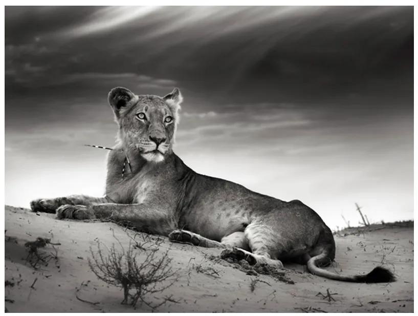 Fototapeta - Black and white lioness