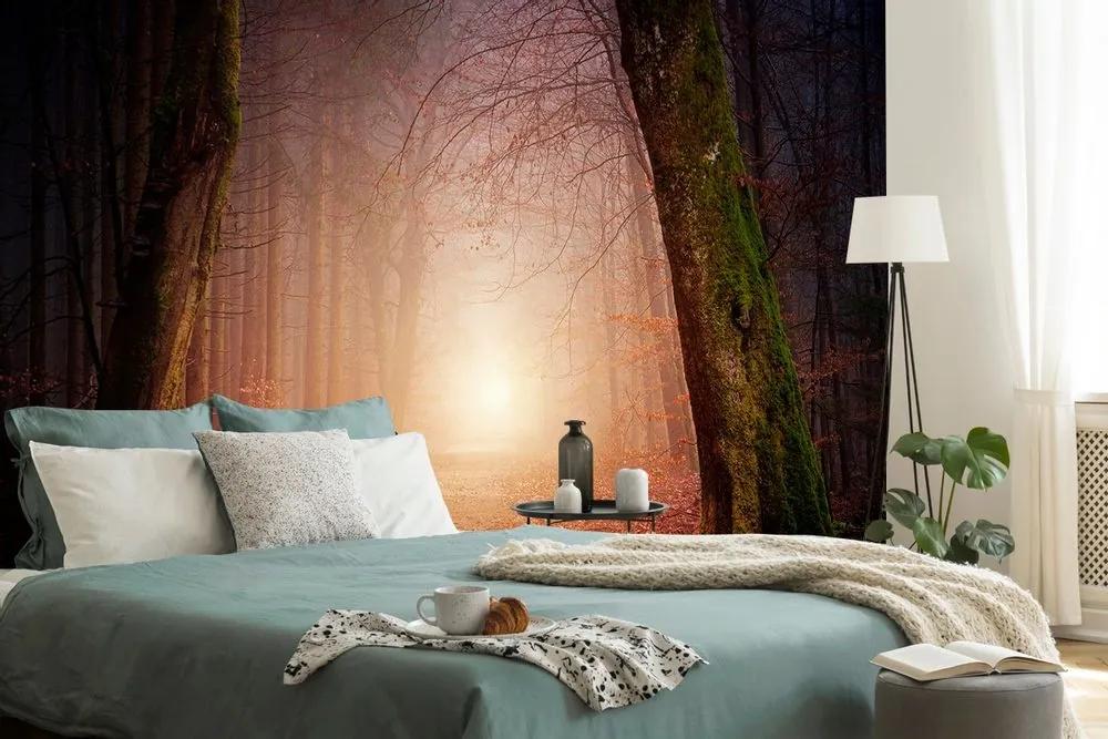 Samolepící tapeta les v pohádkových barvách - 450x300 cm