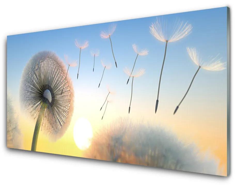 Plexisklo-obraz Pampeliška Květiny 100x50 cm