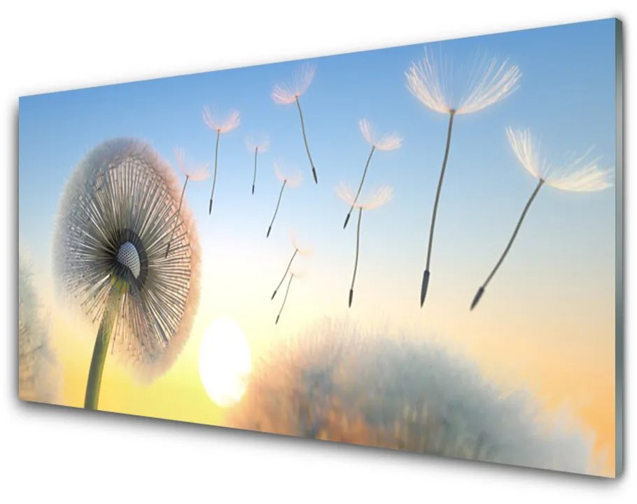 Plexisklo-obraz Pampeliška Květiny 120x60 cm