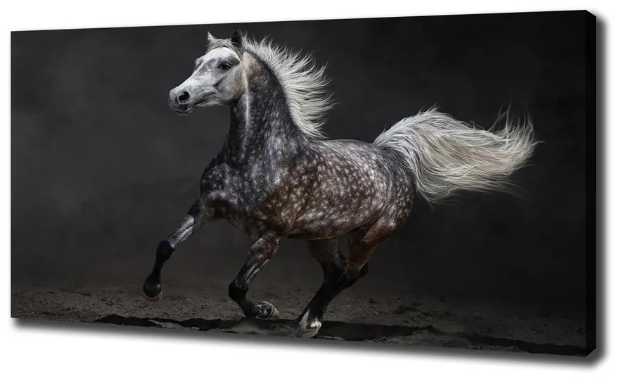 Wallmuralia Foto obraz canvas Šedný arabský kůň 140x70 cm