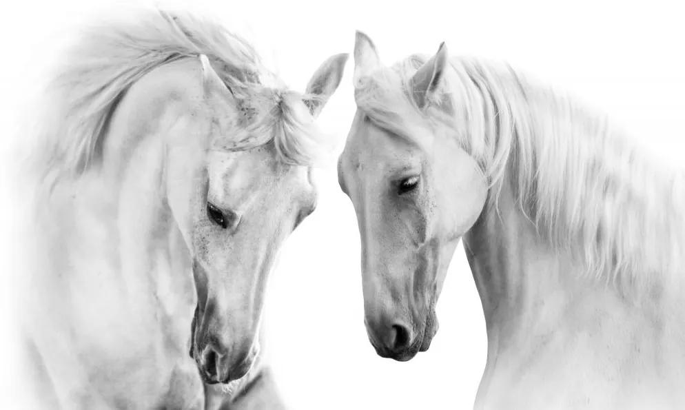 Fototapeta Dva Bílí Koně 3D Vliesová tapeta 152.5x104