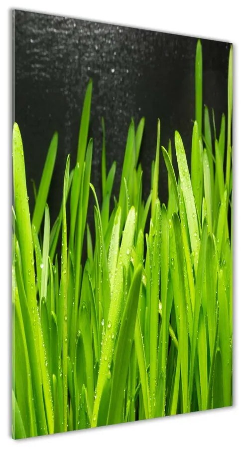 Wallmuralia Moderní akrylový fotoobraz Stéblo trávy 60x120 cm
