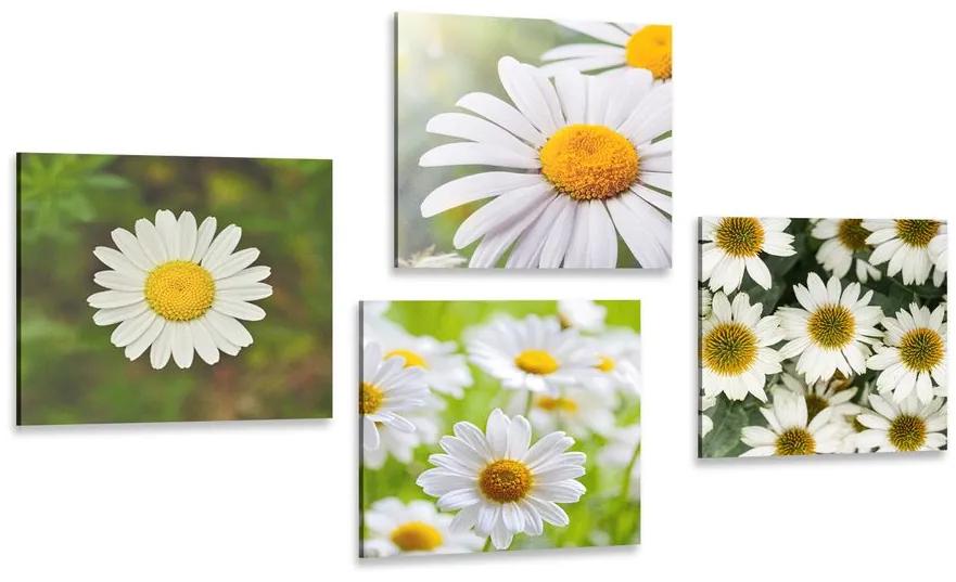 Set obrazů kouzelné květiny Varianta: 4x 40x40