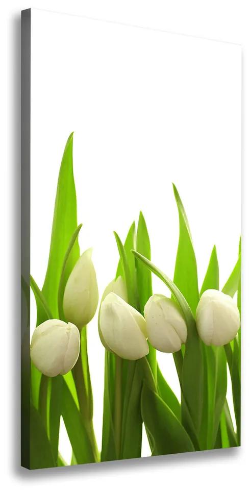 Wallmuralia Foto-obraz canvas do obýváku Bílé tulipány 50x100 cm