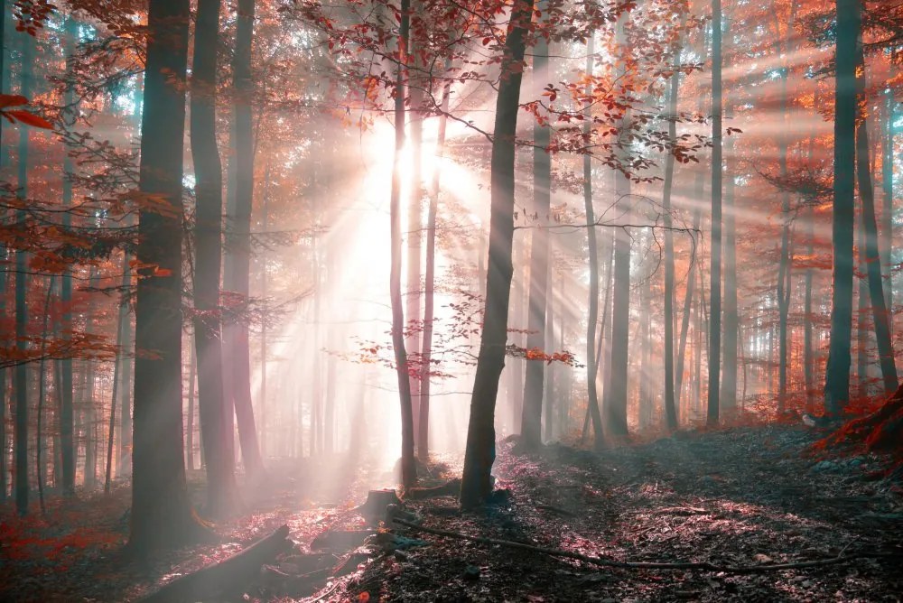 Fototapeta Lesní Barvy Podzimu Samolepící tapety 90x60
