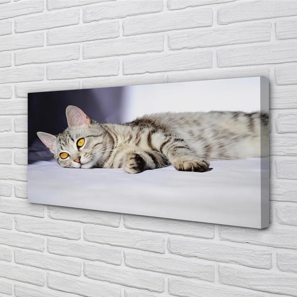 Obrazy na plátně ležící kočka 120x60 cm