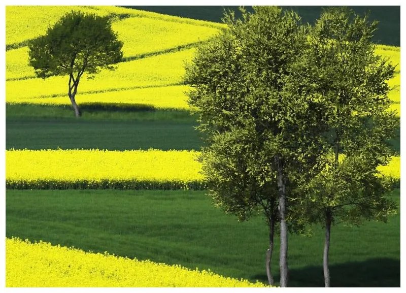 Obraz zelené krajiny (70x50 cm), 40 dalších rozměrů
