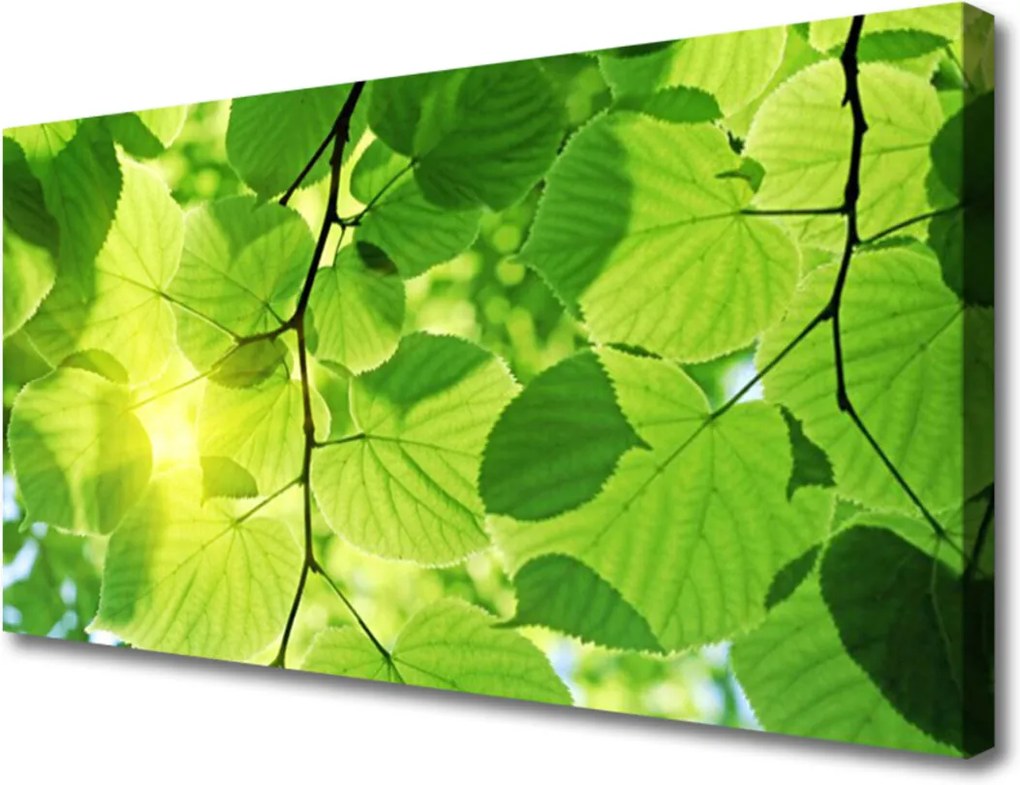 Obraz Canvas Listy Příroda Rostlina