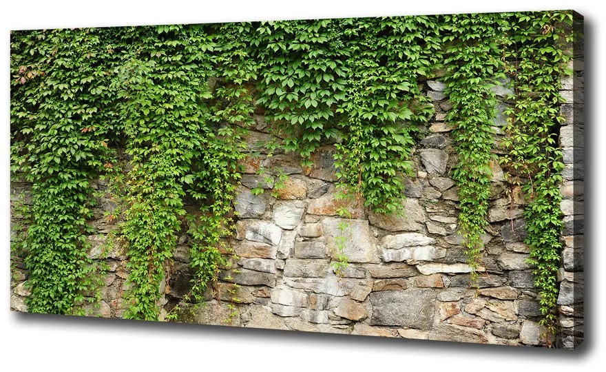 Wallmuralia Foto obraz na plátně Zelený břečťan 100x50 cm