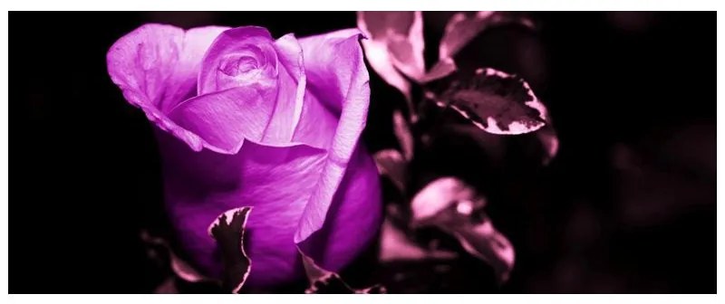 Obraz fialového květu růže  (100x40 cm), 40 dalších rozměrů