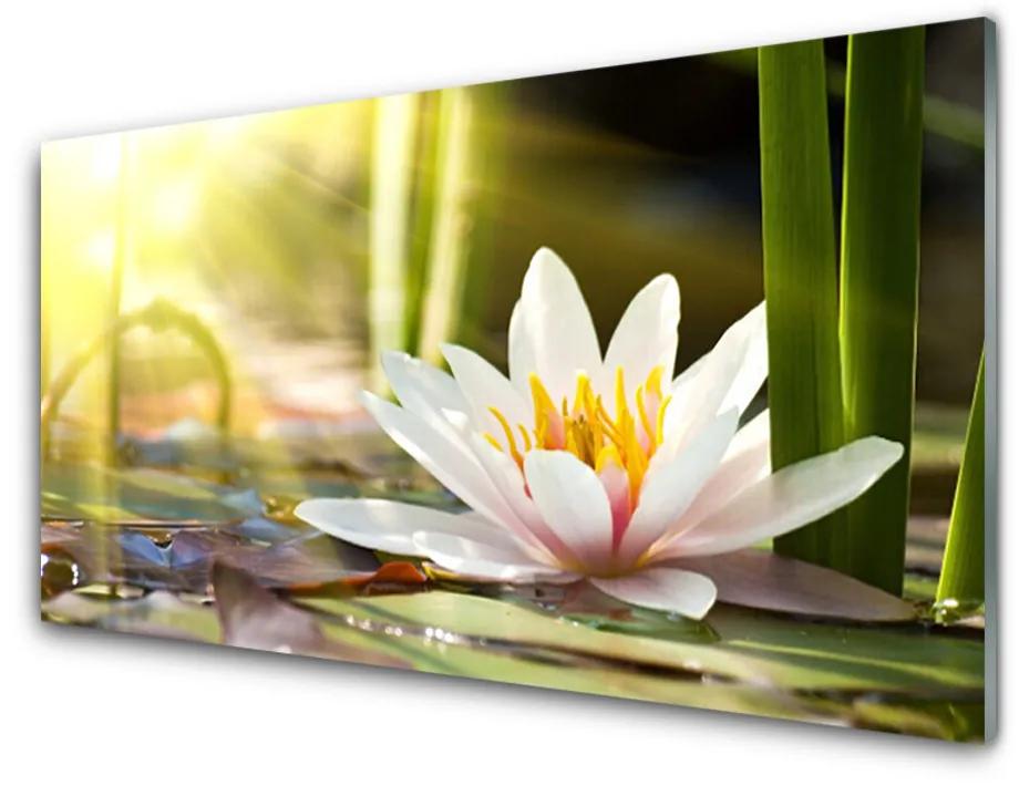 Plexisklo-obraz Květ Vodní Lilie 100x50 cm