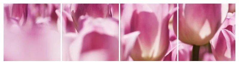 Obraz růžových květin na hladině  (160x40 cm), 40 dalších rozměrů