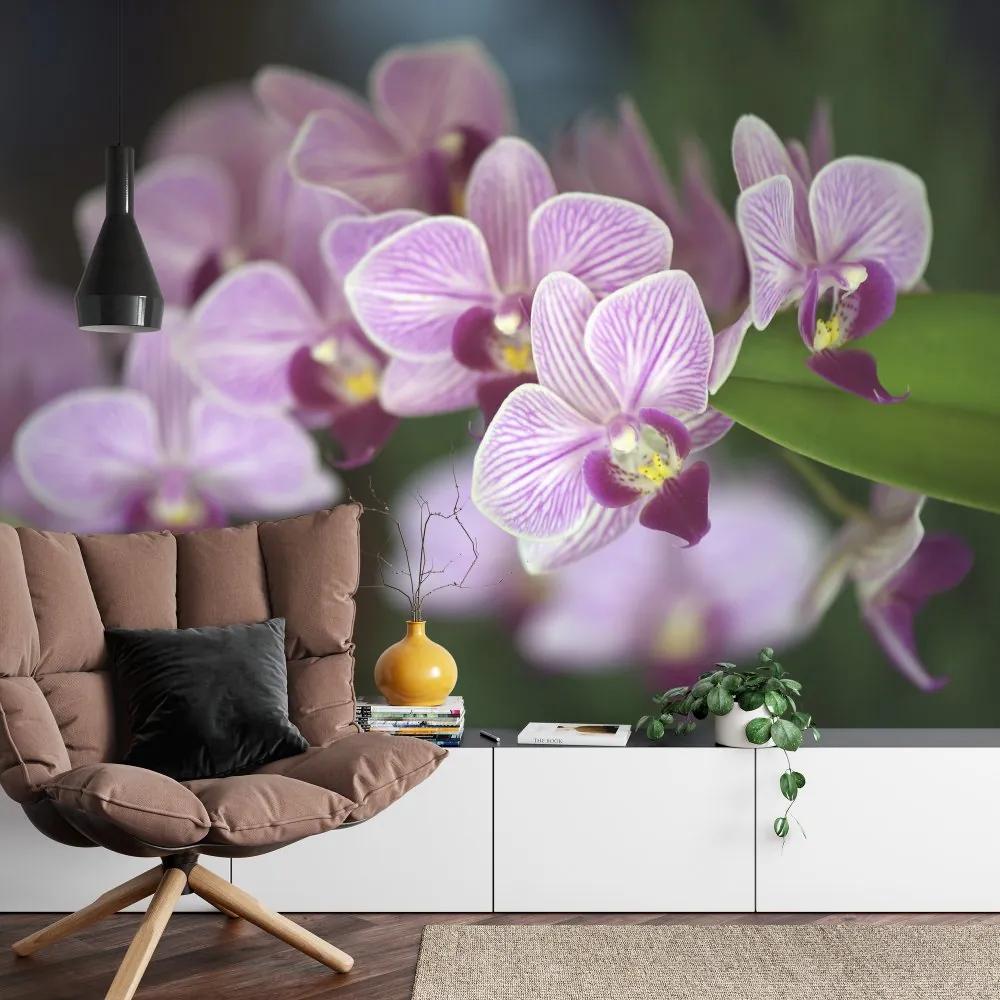 Fototapeta Krásné Orchideje Omyvatelný vlies 254x184