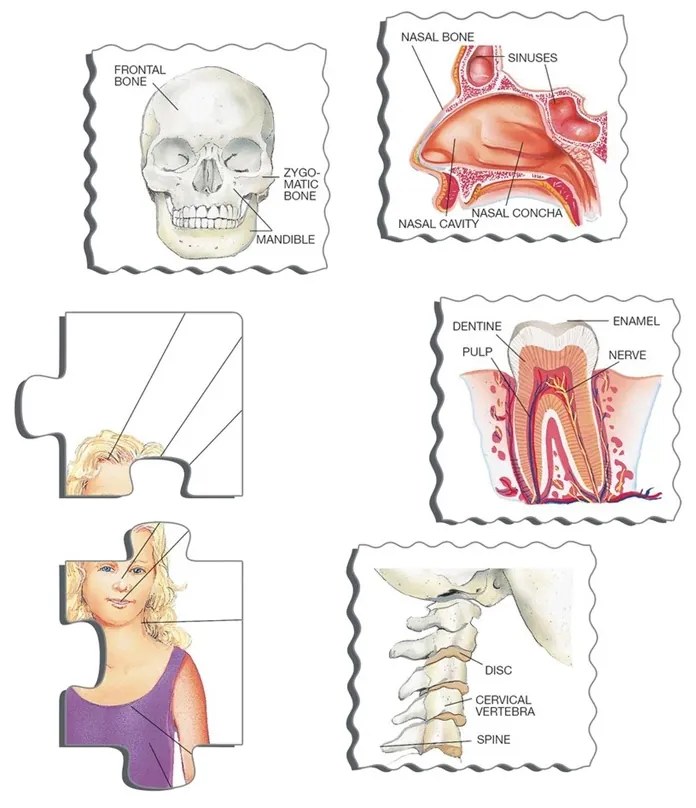 Larsen Vzdělávací puzzle Naše tělo 35 dílků