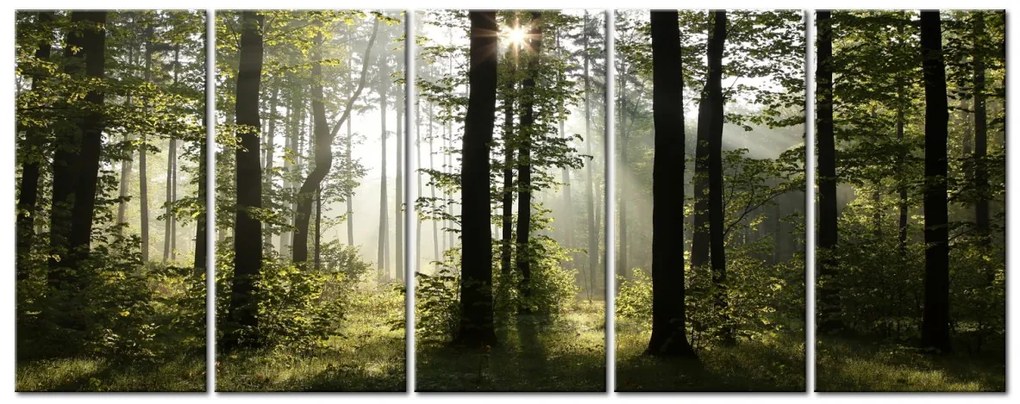 Obraz Lesní probuzení + háčky a hřebíčky ZDARMA Velikost (šířka x výška): 125x50 cm