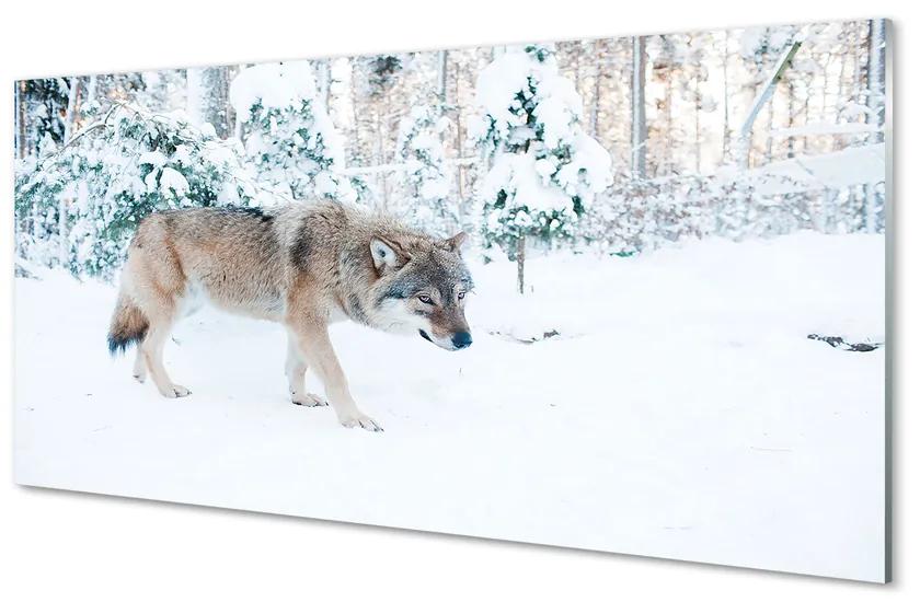 akrylový obraz Vlk v zimě lese 100x50 cm