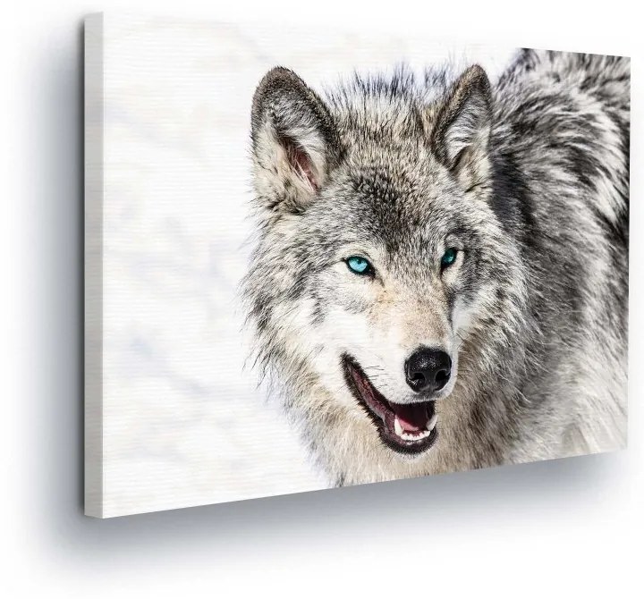 GLIX Obraz na plátně - Divoký Vlk III 80x60 cm