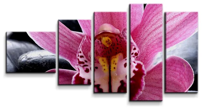 Sablio Obraz - 5-dílný Růžová orchidea - 100x60 cm