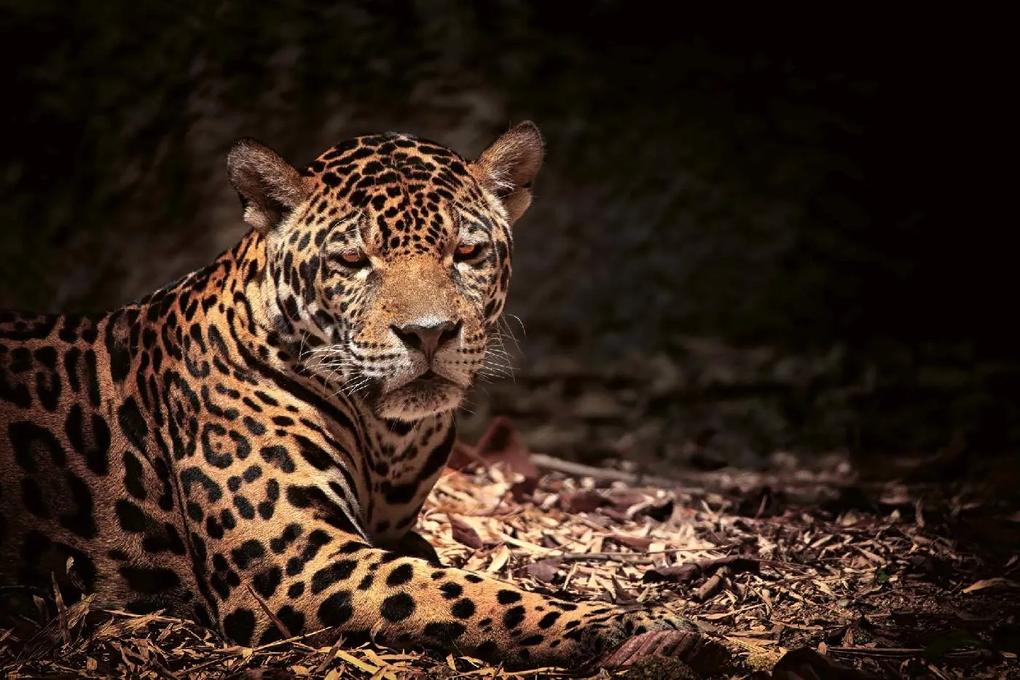 DIMEX | Samolepicí vliesová fototapeta na zeď Ležící leopard MA-5-0538 | 375 x 250 cm | béžová, černá, hnědá