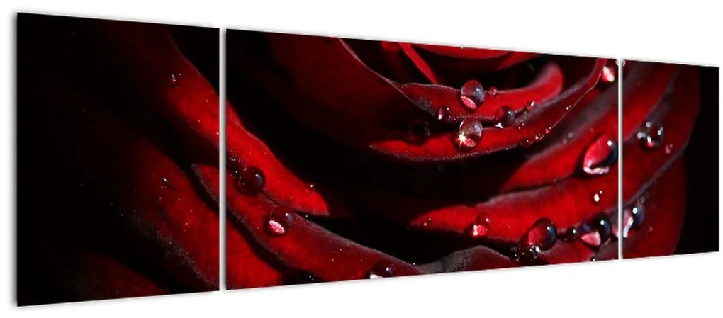 Obraz - Detail růže (170x50 cm)