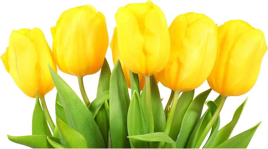 Foto obraz akrylový na stěnu Žluté tulipány