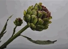 Umělá květina Silk-ka Artičok 66cm