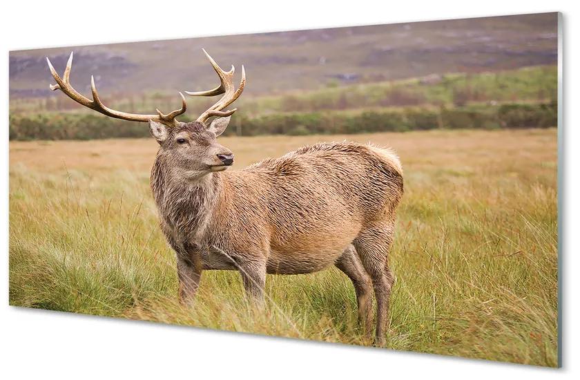 akrylový obraz polní jelen 125x50 cm