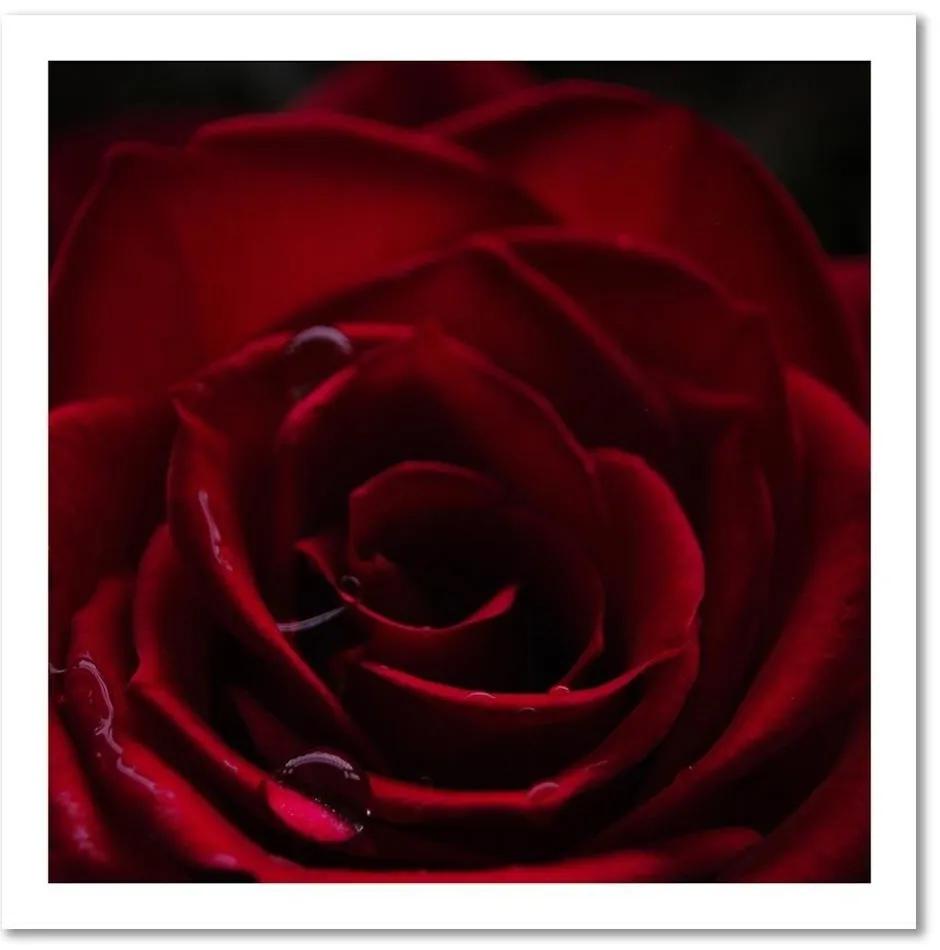 Obraz na plátně Red Rose Nature - 30x30 cm