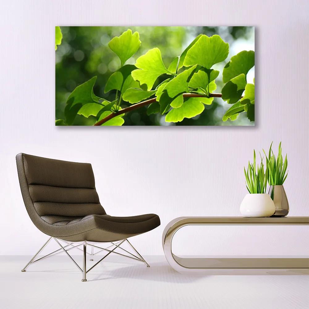 Plexisklo-obraz Větve Listy Příroda Strom 120x60 cm