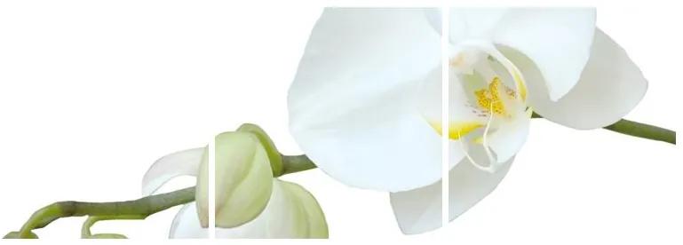 Obraz bílé orchideje (90x30 cm), 40 dalších rozměrů